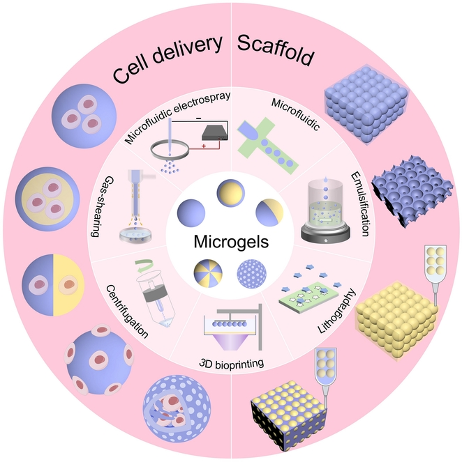 唐国胜教授在《Nano-Micro Lett.》发表综述：微凝胶作为细胞载体在组织工程和再生医学领域的应用-广州医科大学药学院